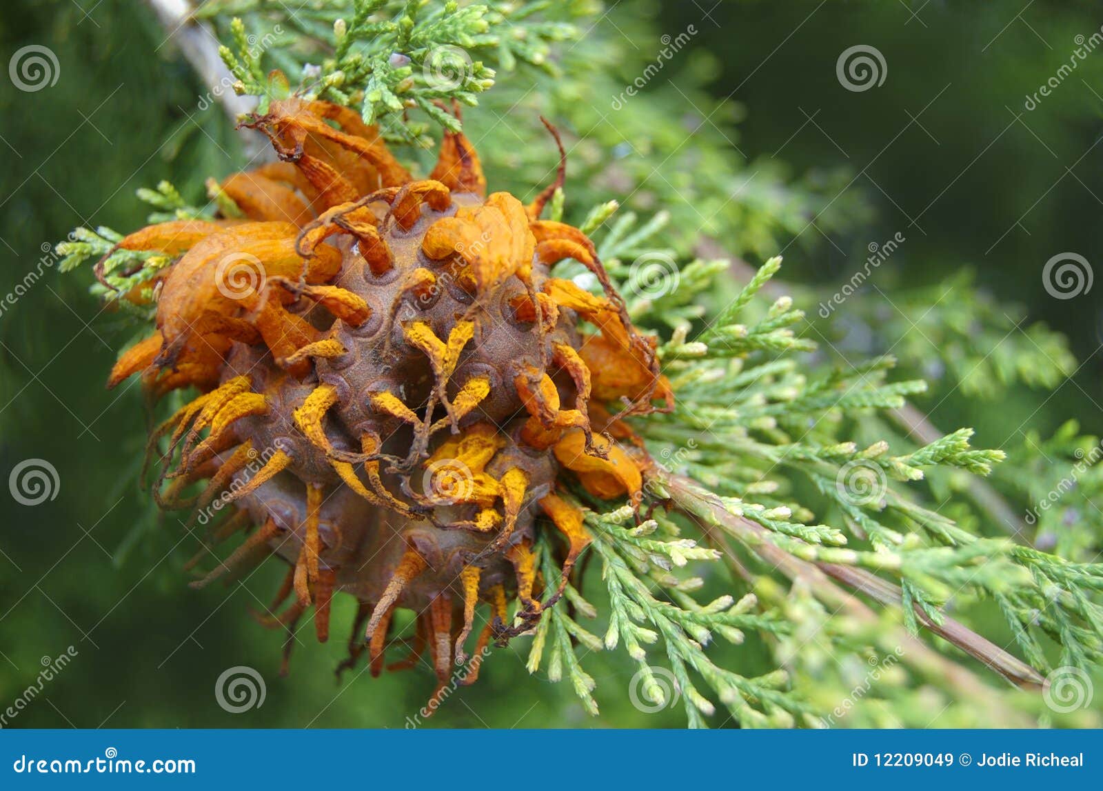 Cedar Apple Rust Fungus stock image. Image of orange - 12209049