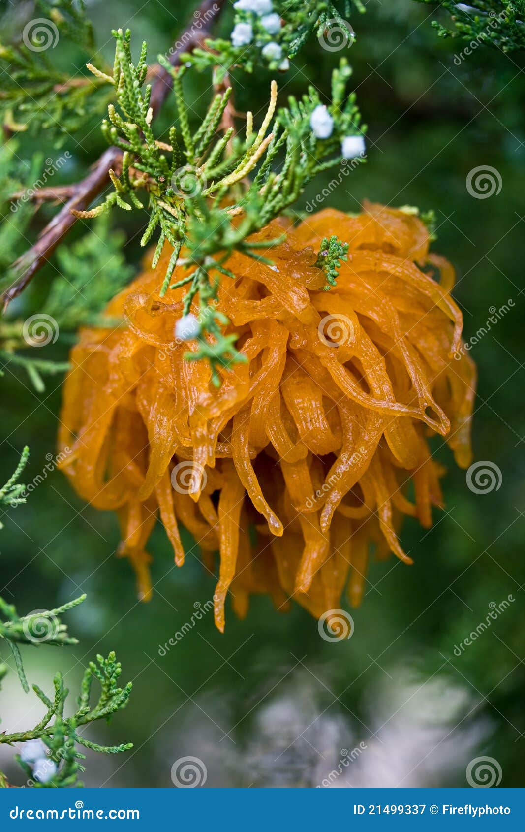 Cedar Apple Rust Fungus stock image. Image of cedar, branches - 21499337