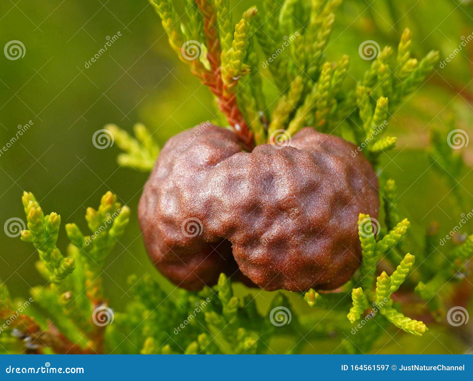 Cedar-Apple Rust Gall on Evergreen 2 Stock Image - Image of branches ...