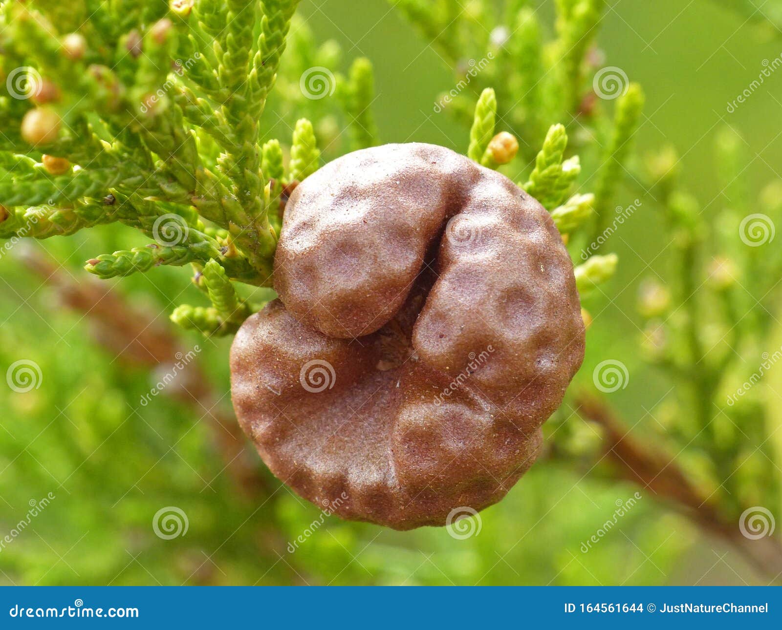Cedar-Apple Rust Gall on Evergreen 1 Stock Photo - Image of view ...