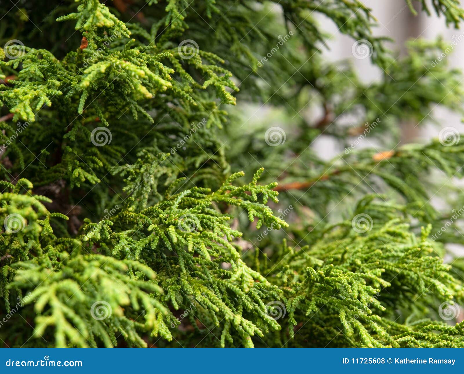 Cedar BacKground stock photo. Image of bush, peaceful - 11725608