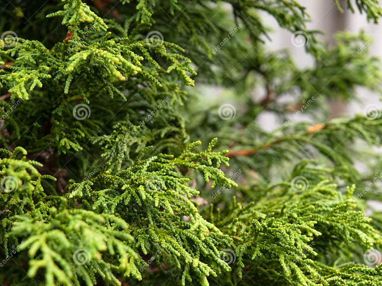 Cedar BacKground stock photo. Image of bush, peaceful - 11725608