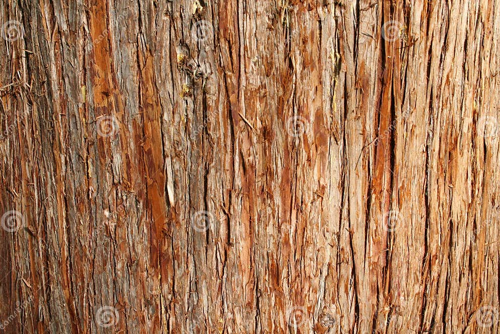 Cedar Bark stock photo. Image of fiber, skin, cypress, background - 287024