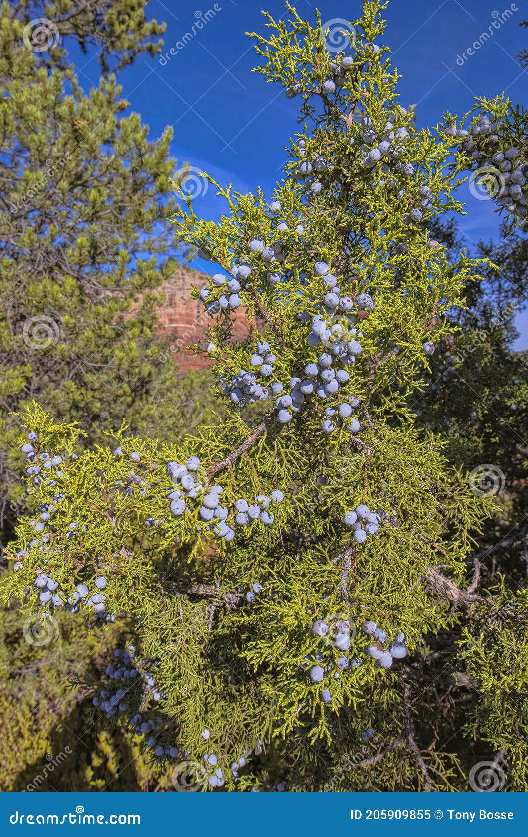 Cedar Berries stock image. Image of botanical, evergreen - 205909855