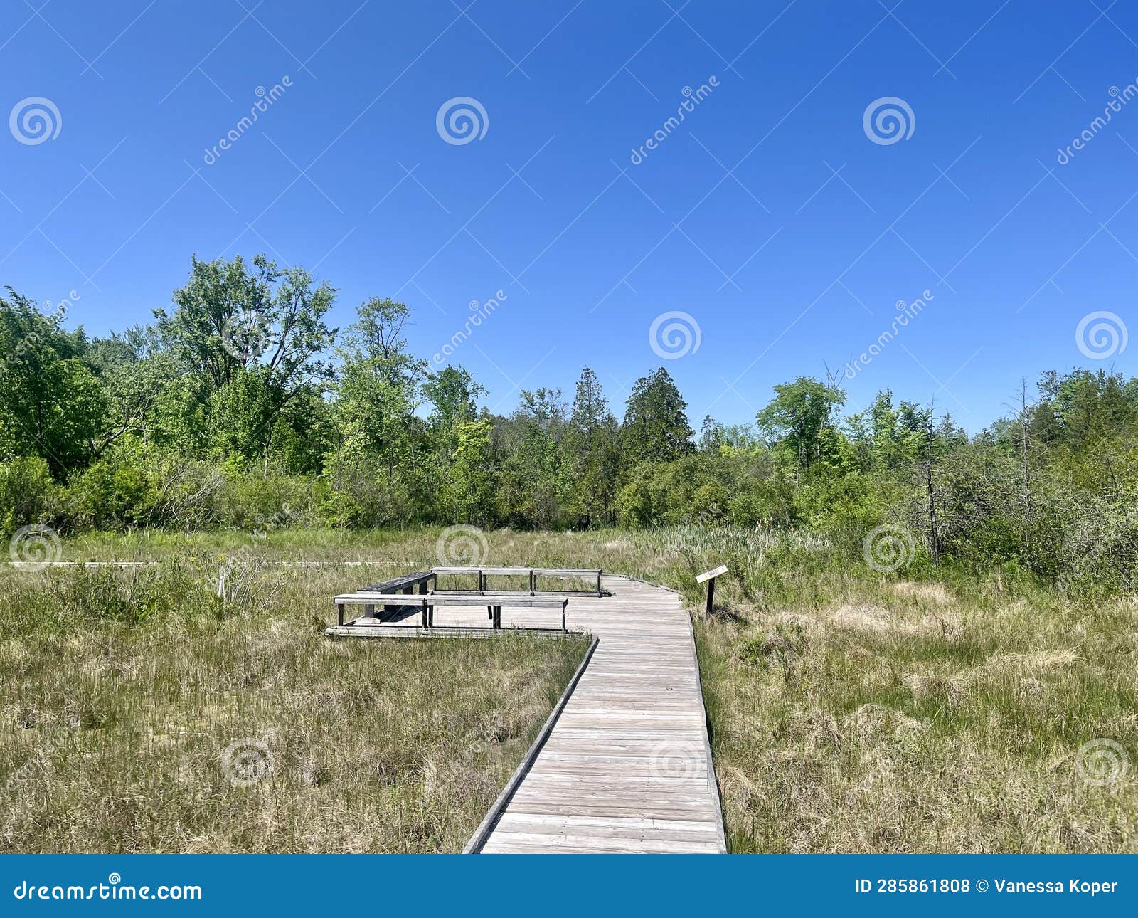 Cedar Bog Boardwalk and Viewing Platform Stock Photo - Image of ...