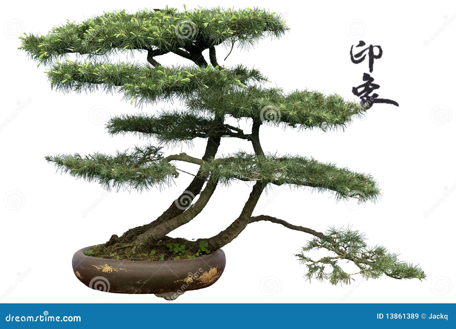 Cedar bonsai : impression stock image. Image of grace - 13861389