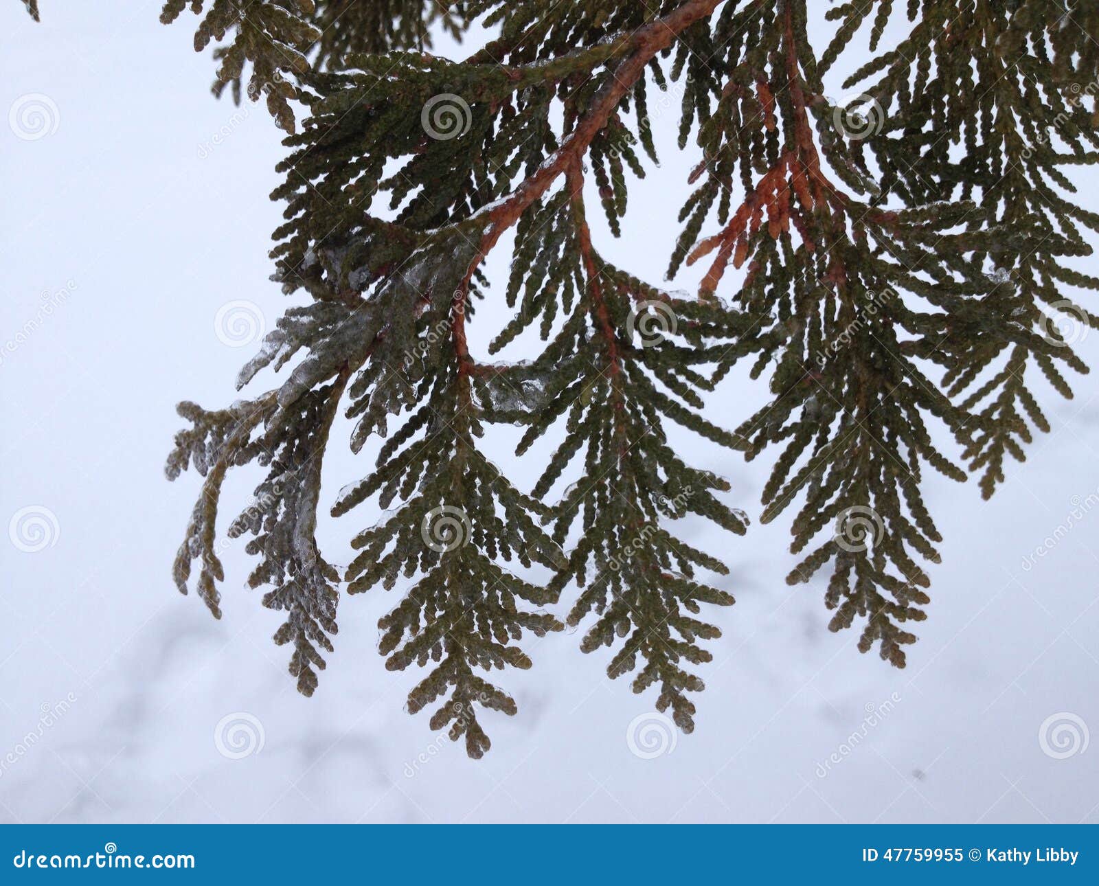 Cedar bough against snow stock image. Image of branch - 47759955