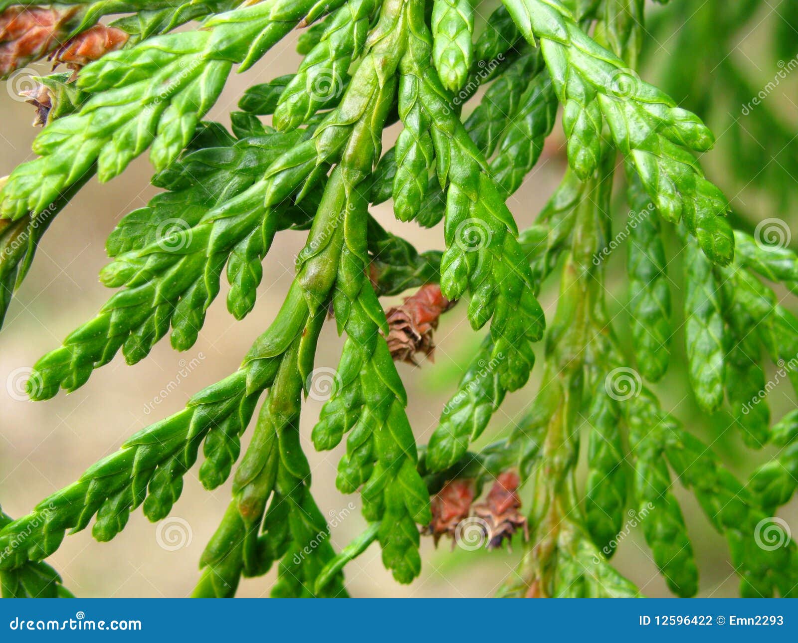 Cedar Branch stock photo. Image of branches, trees, scales - 12596422