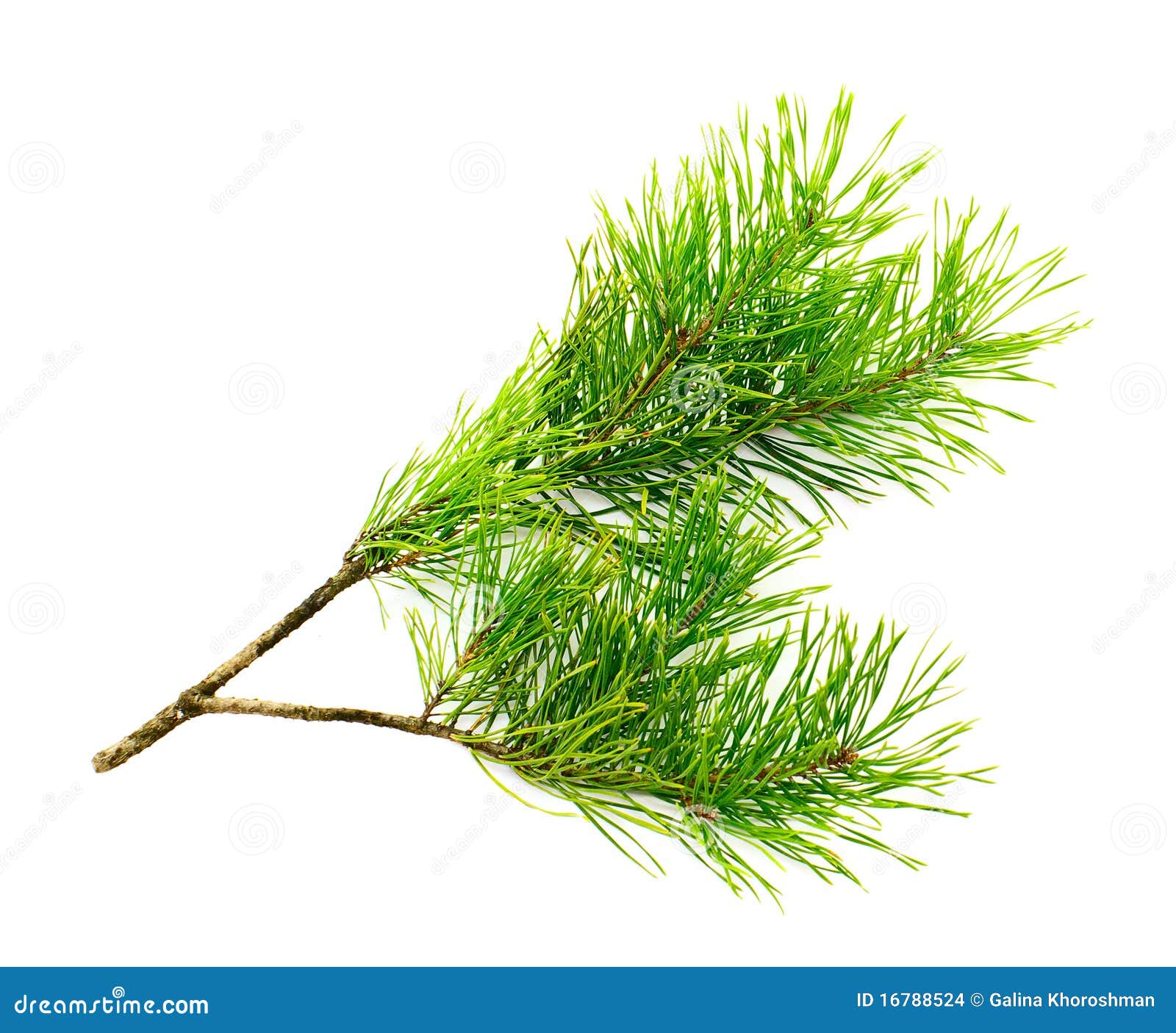 Cedar branch stock photo. Image of cedar, isolated, pine - 16788524