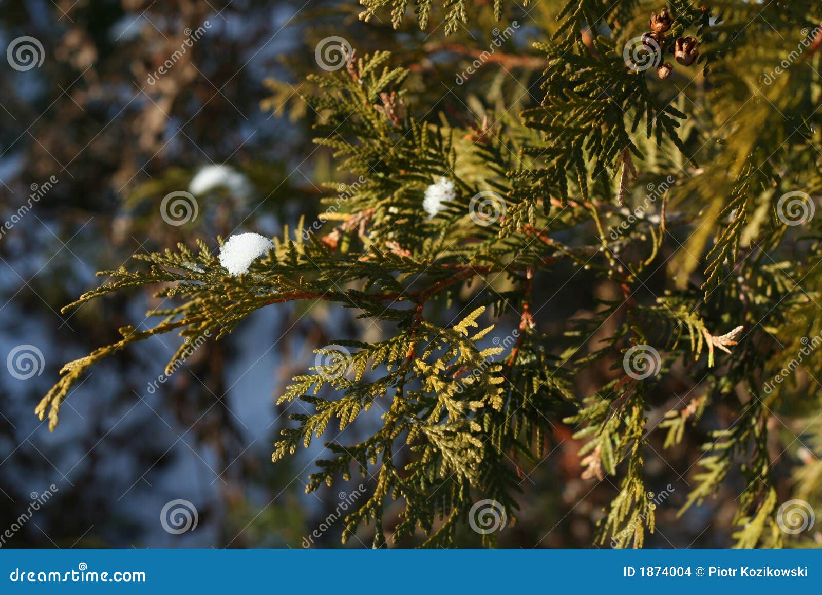 Cedar branch stock photo. Image of snowy, christmas, snow - 1874004