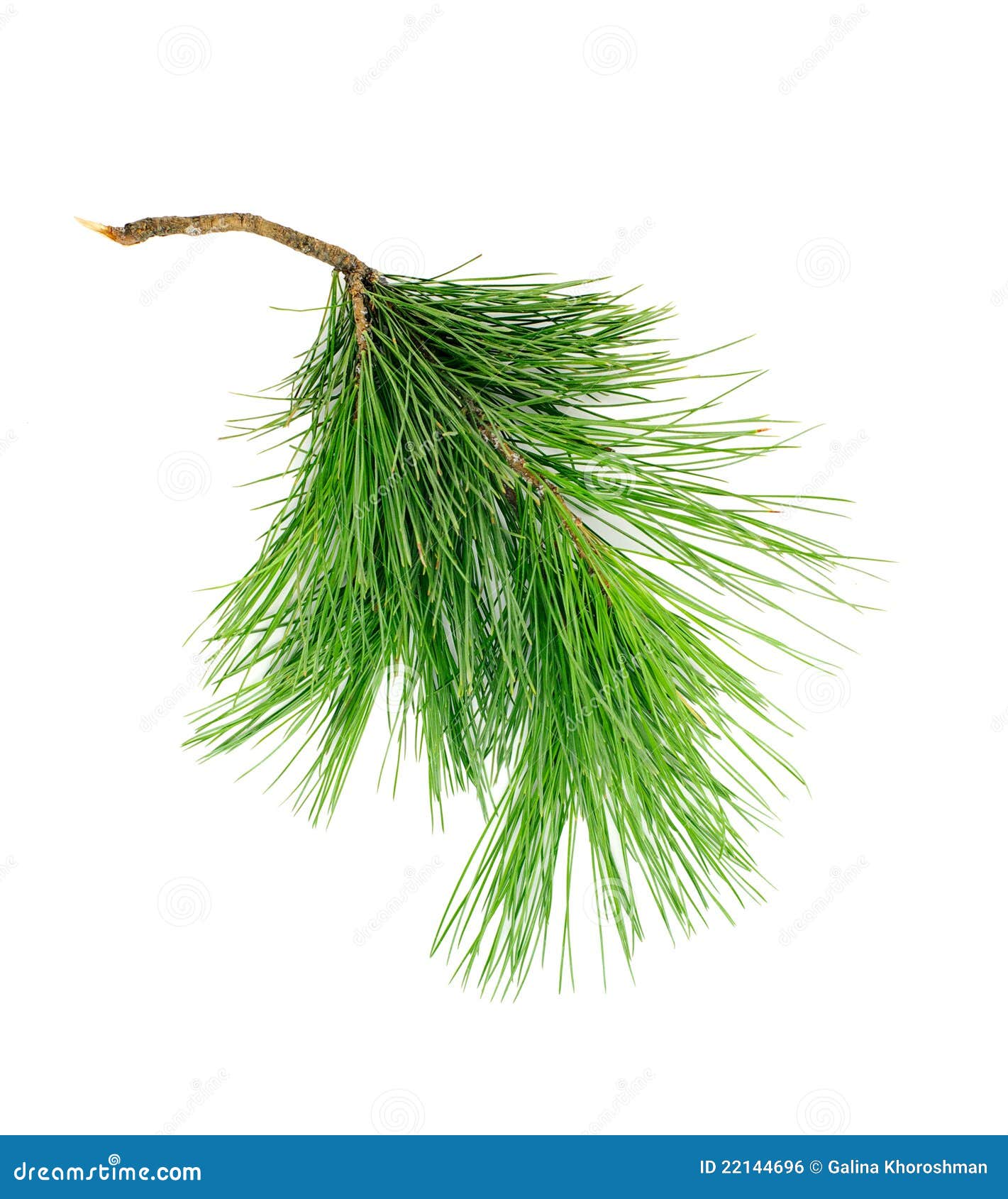 Cedar branch stock photo. Image of coniferous, cedar - 22144696