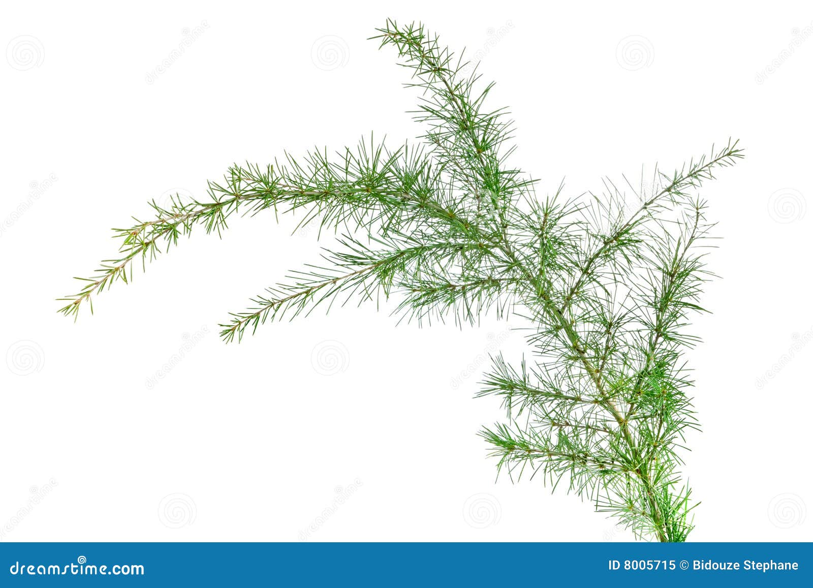 Cedar branch stock image. Image of conifer, cedar, detail - 8005715