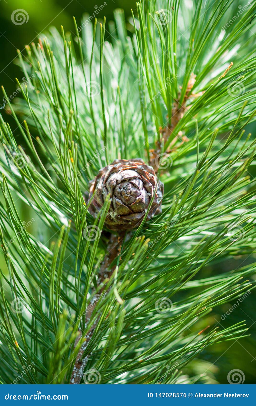 Cedar Branch with Cedar Cone Stock Photo - Image of food, brown: 147028576