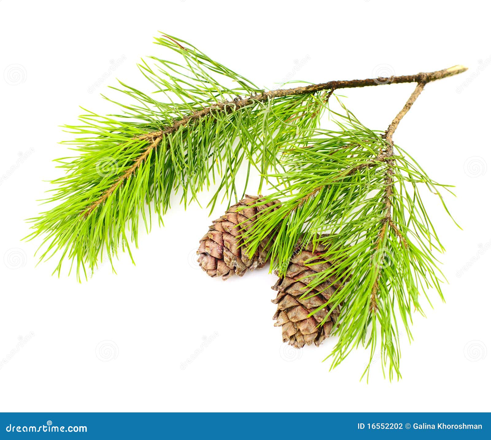 Cedar branch with cones stock photo. Image of green, casuarina - 16552202