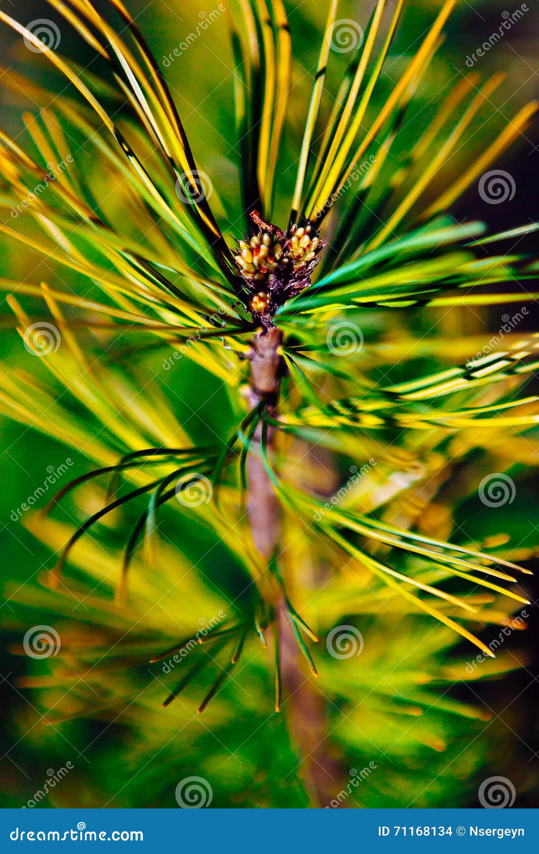 Cedar Branch Spring stock photo. Image of shot, pattern - 71168134