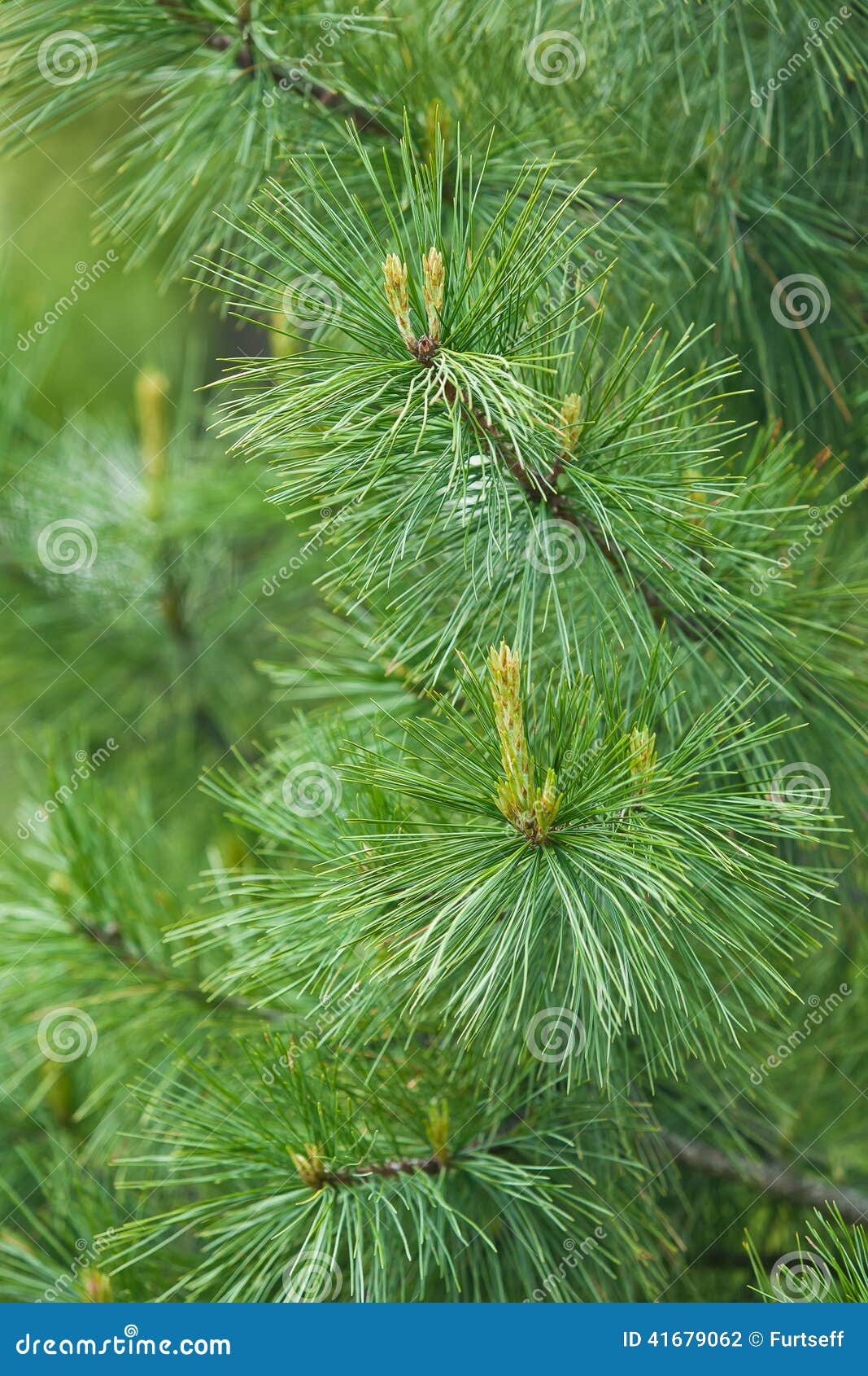 Cedar branch stock photo. Image of pine, coniferous, backgrounds - 41679062
