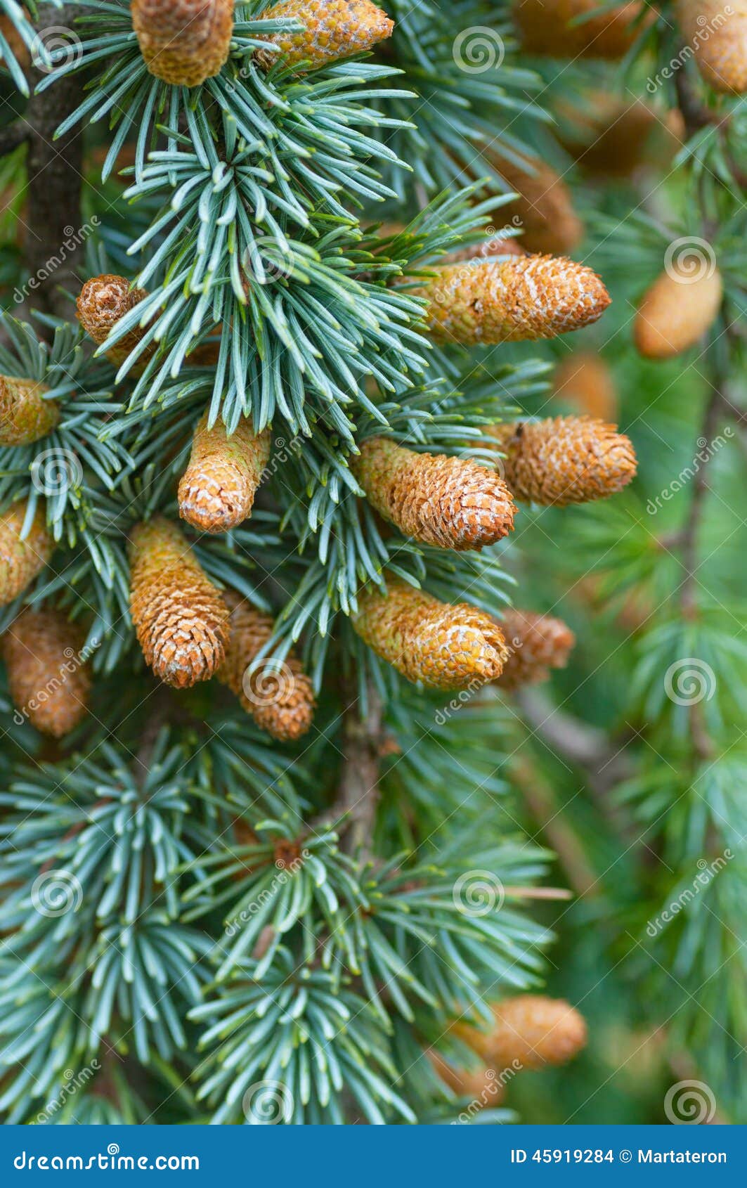 Cedar branches with cones stock photo. Image of twig - 45919284