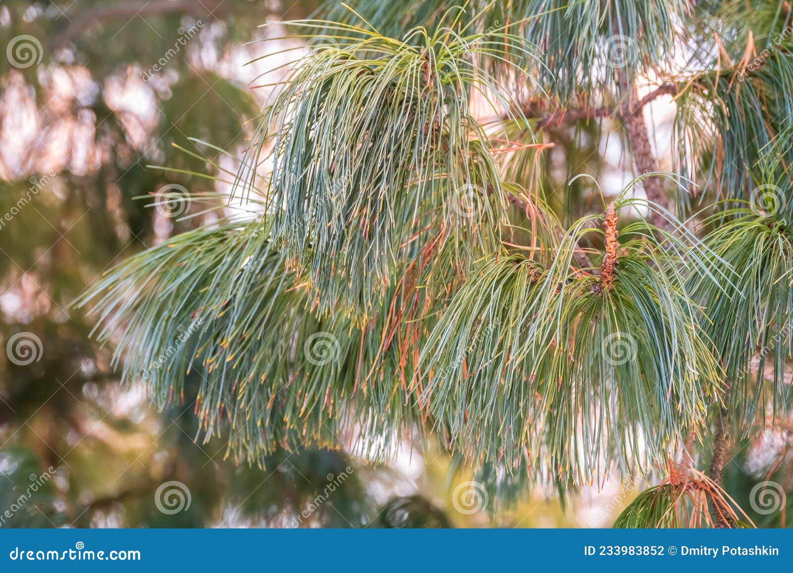 Cedar Branches with Long Fluffy Needles with a Beautiful Blurry ...