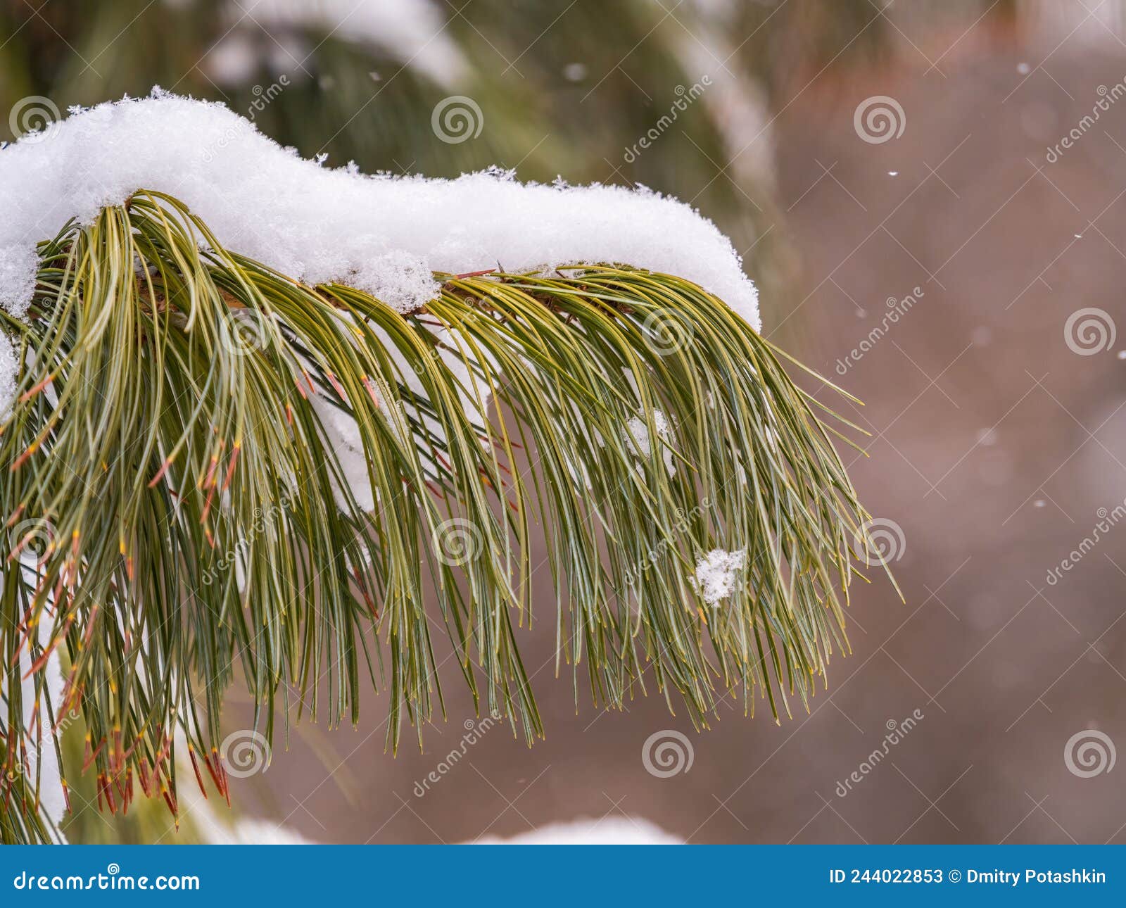 Cedar Branches with Long Fluffy Needles in Winter Covered with Snow ...