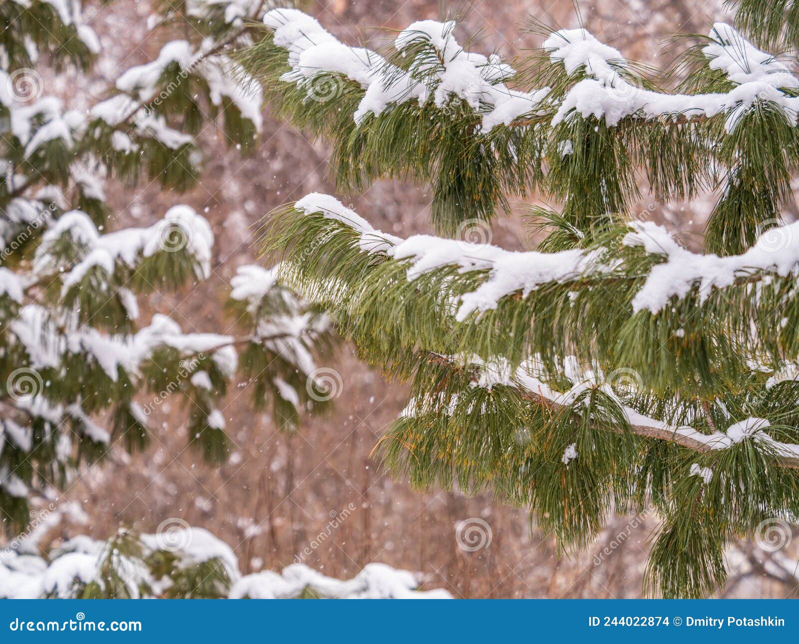 Cedar Branches with Long Fluffy Needles in Winter Covered with Snow ...