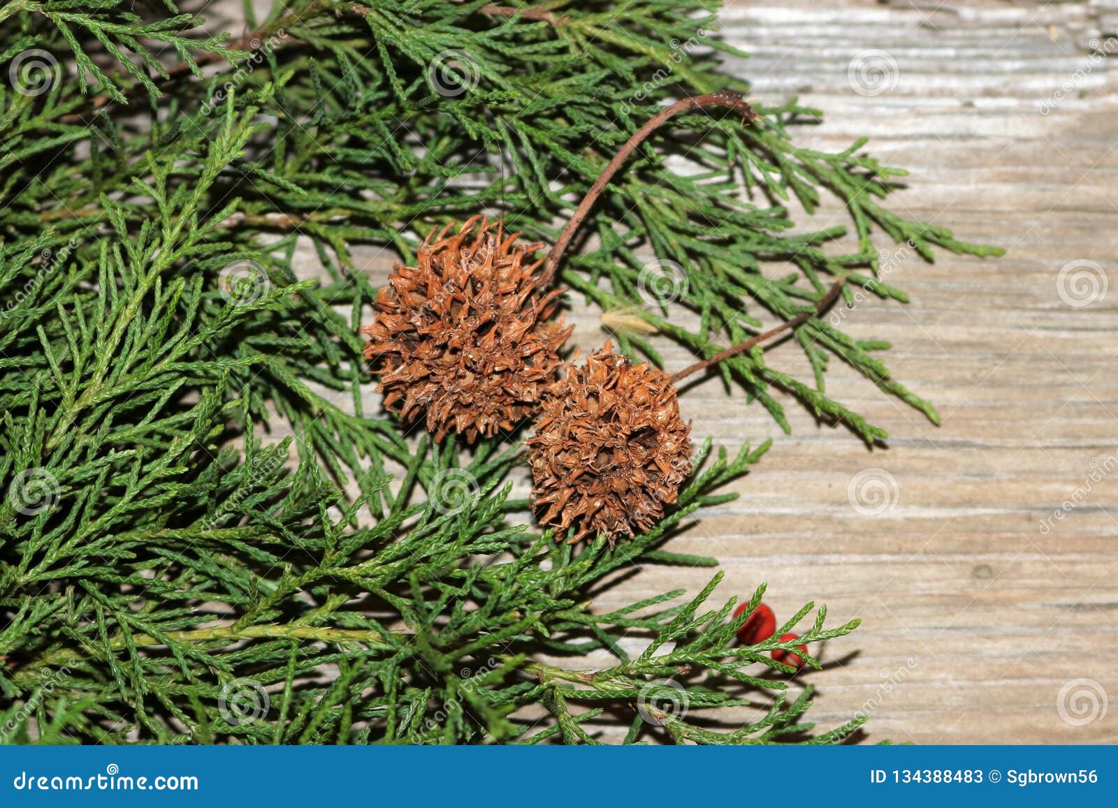 Cedar Branches And Sycamore Seed Pods On Wood Grain Background Stock Image Image Of Seed