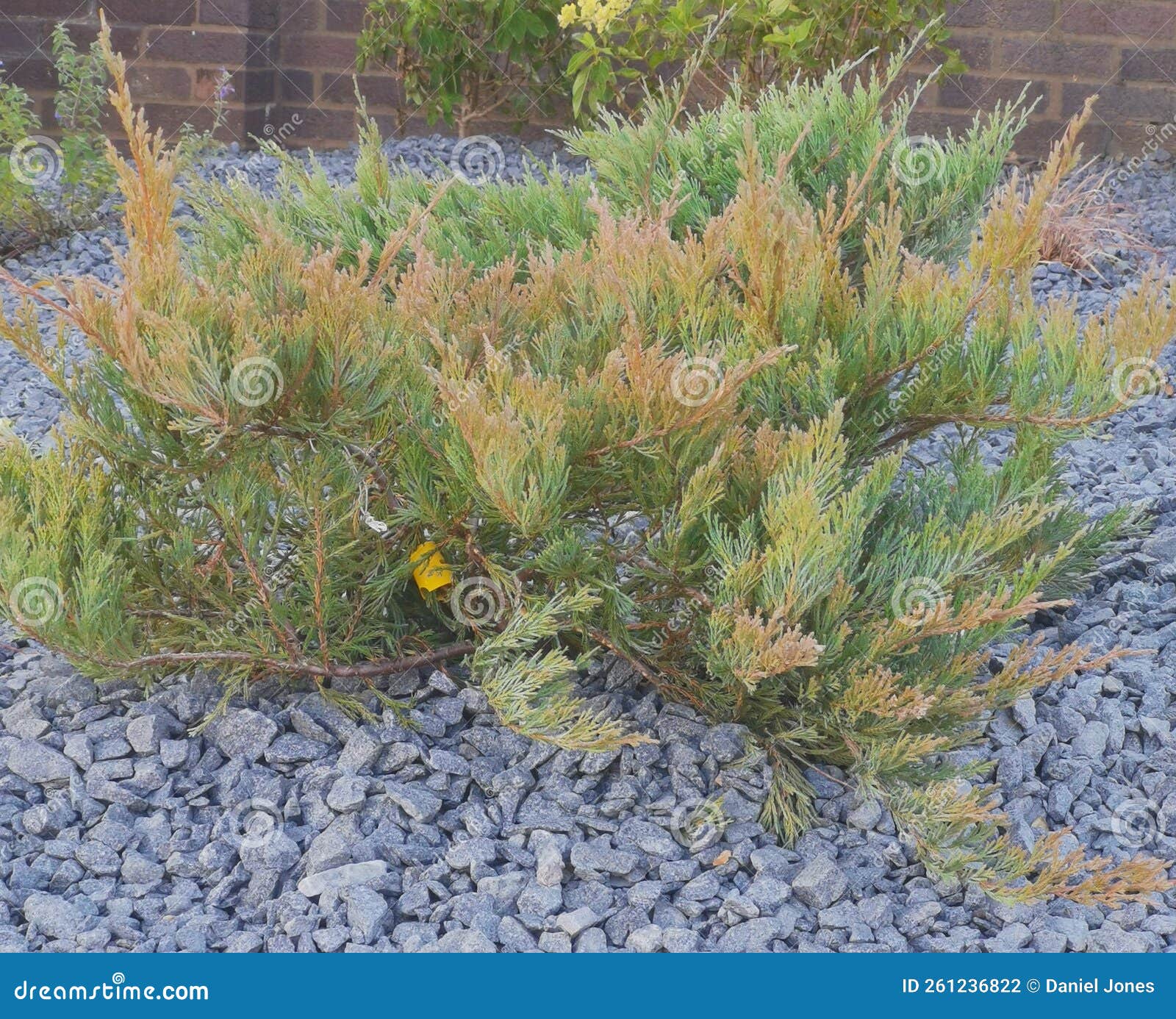 Cedar bush in Rock garden stock photo. Image of cedar - 261236822
