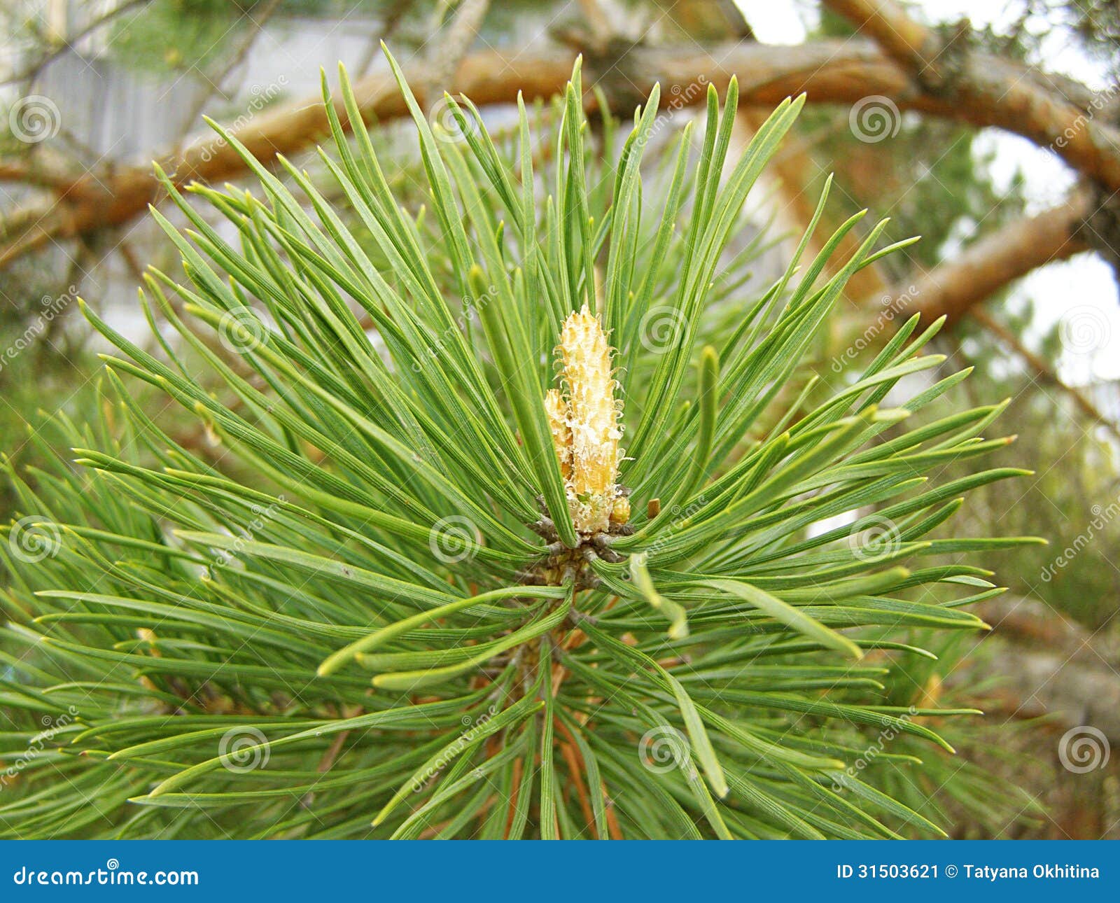 Cedar stock image. Image of needle, natural, green, treetop - 31503621