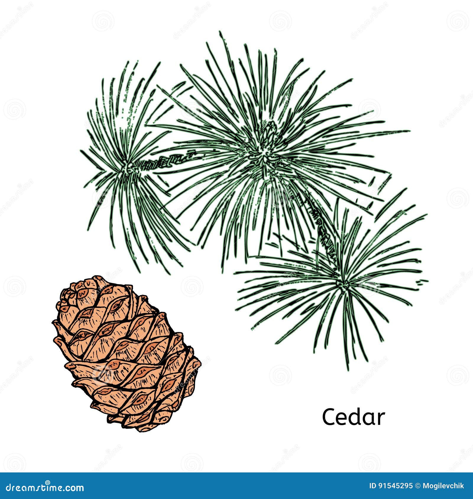 Cedar Concept De Dibujo Natural Ilustración del Vector - Ilustración de ...
