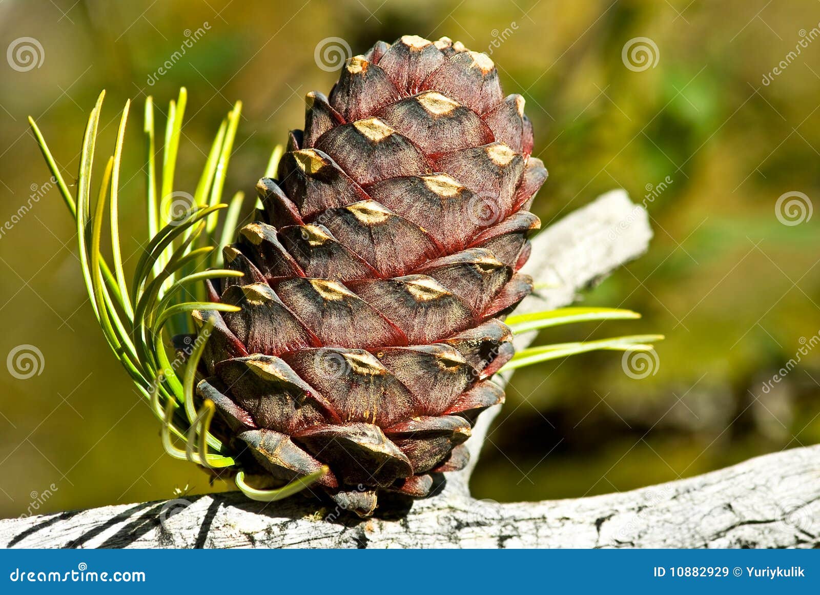 Cedar cone stock image. Image of botanical, outdoor, needle - 10882929