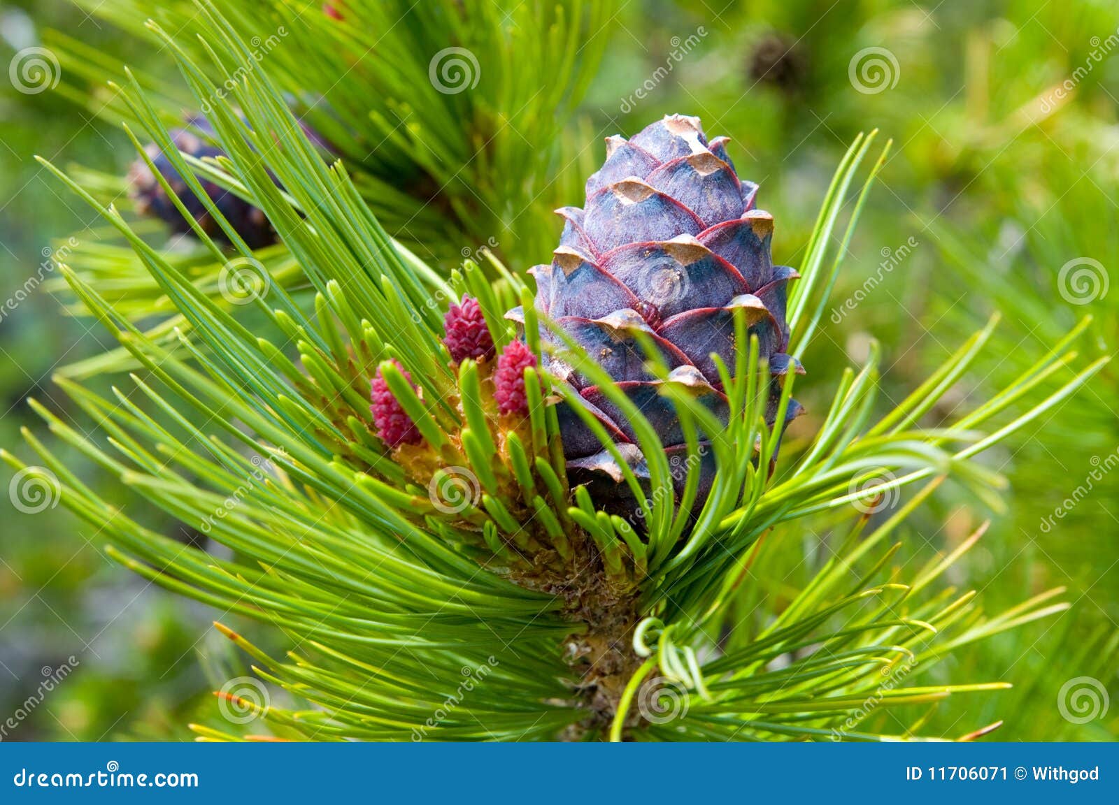 Cedar cone stock image. Image of strobile, flora, tree - 11706071
