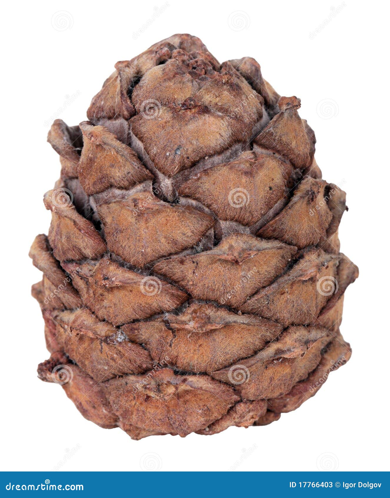 Cedar cone stock image. Image of macro, coniferous, closeup - 17766403
