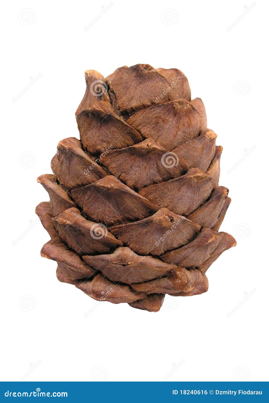The cedar cone stock photo. Image of spruce, abstract - 18240616