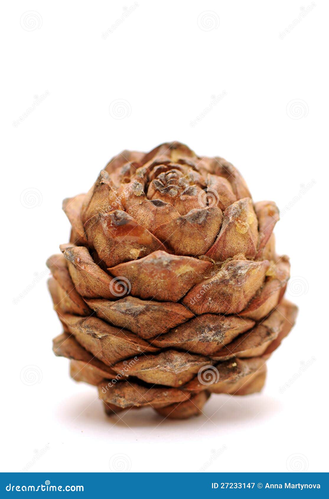 Cedar cone stock image. Image of cone, closeup, pine - 27233147