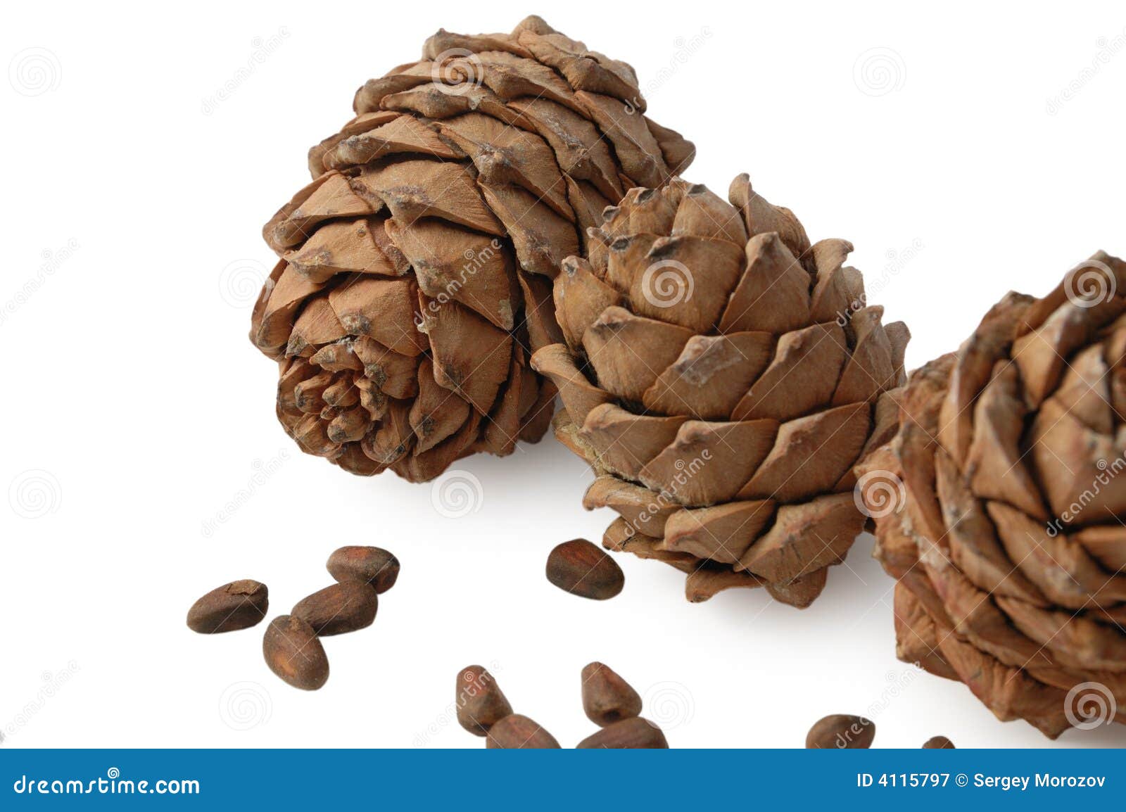 Cedar cone stock image. Image of tree, pine, resin, cedar - 4115797