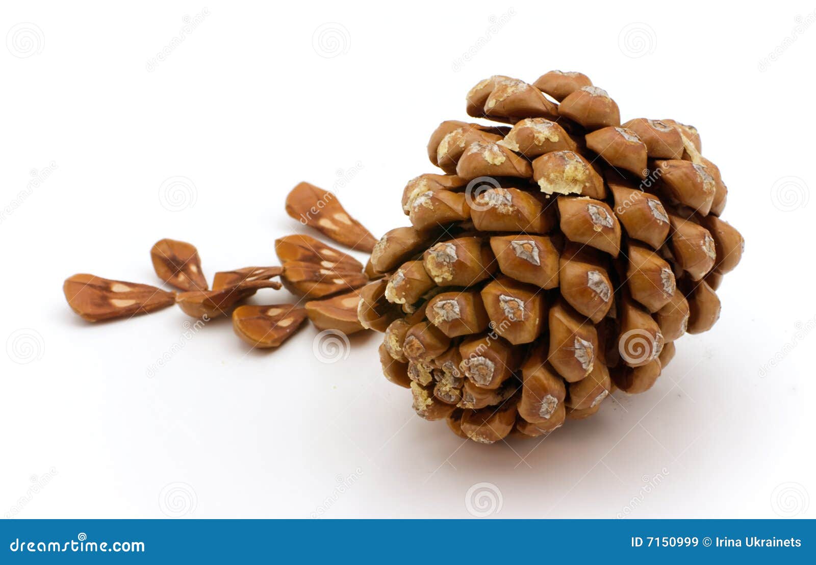 The cedar cone stock image. Image of traditional, branch - 7150999
