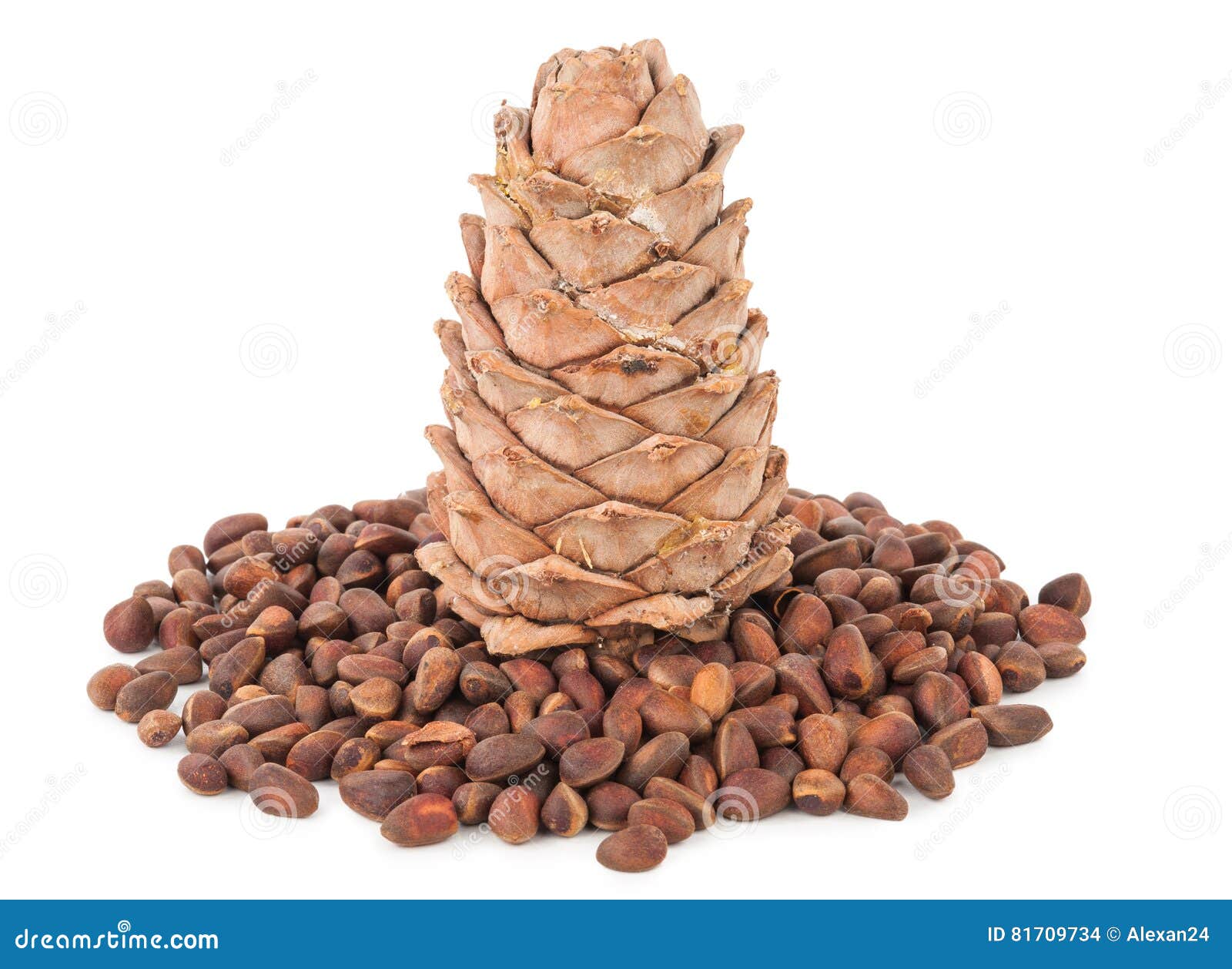 Cedar Cone photo stock. Image du essentiel, vacances - 81709734