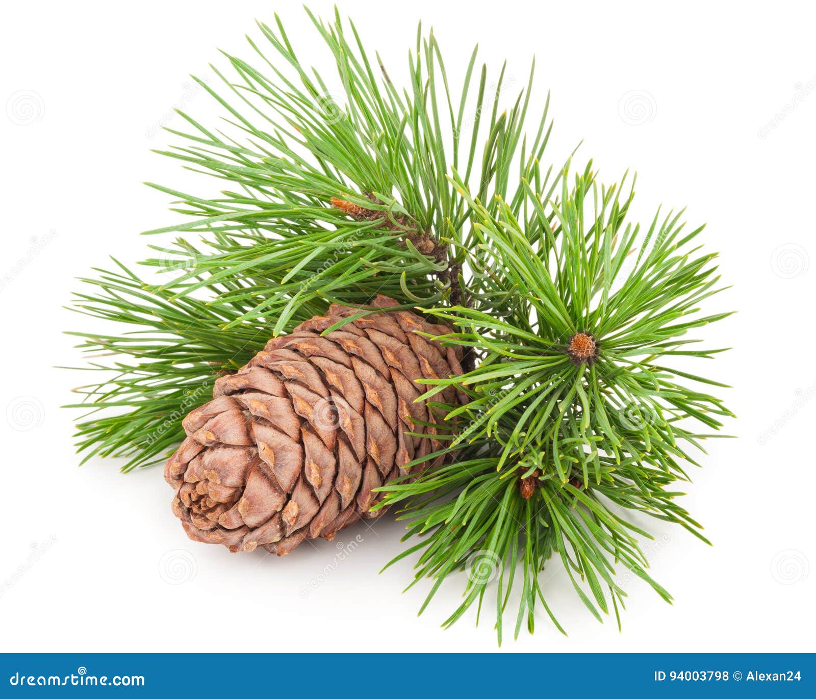 Cedar cone with branch stock photo. Image of needles - 94003798