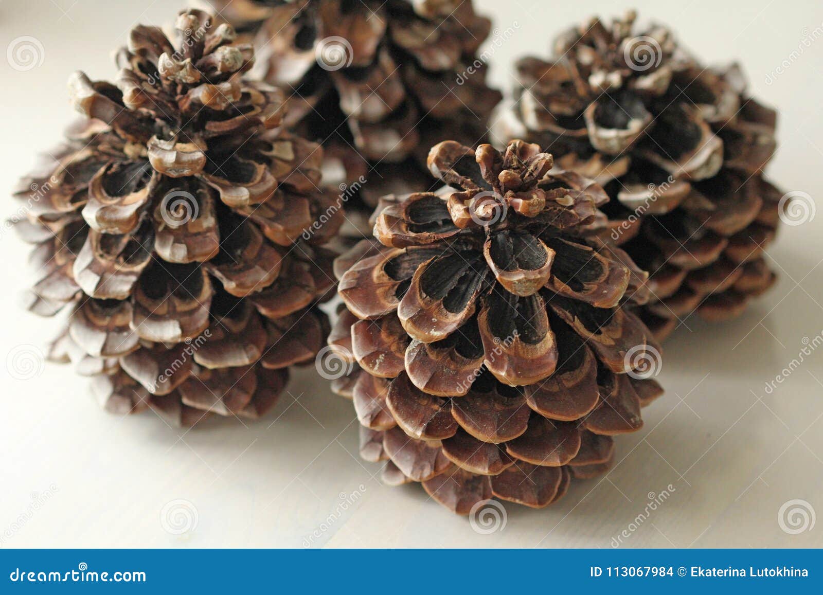 Cedar Cone. Cedar Cone by the Large Plan. Stock Photo - Image of ...