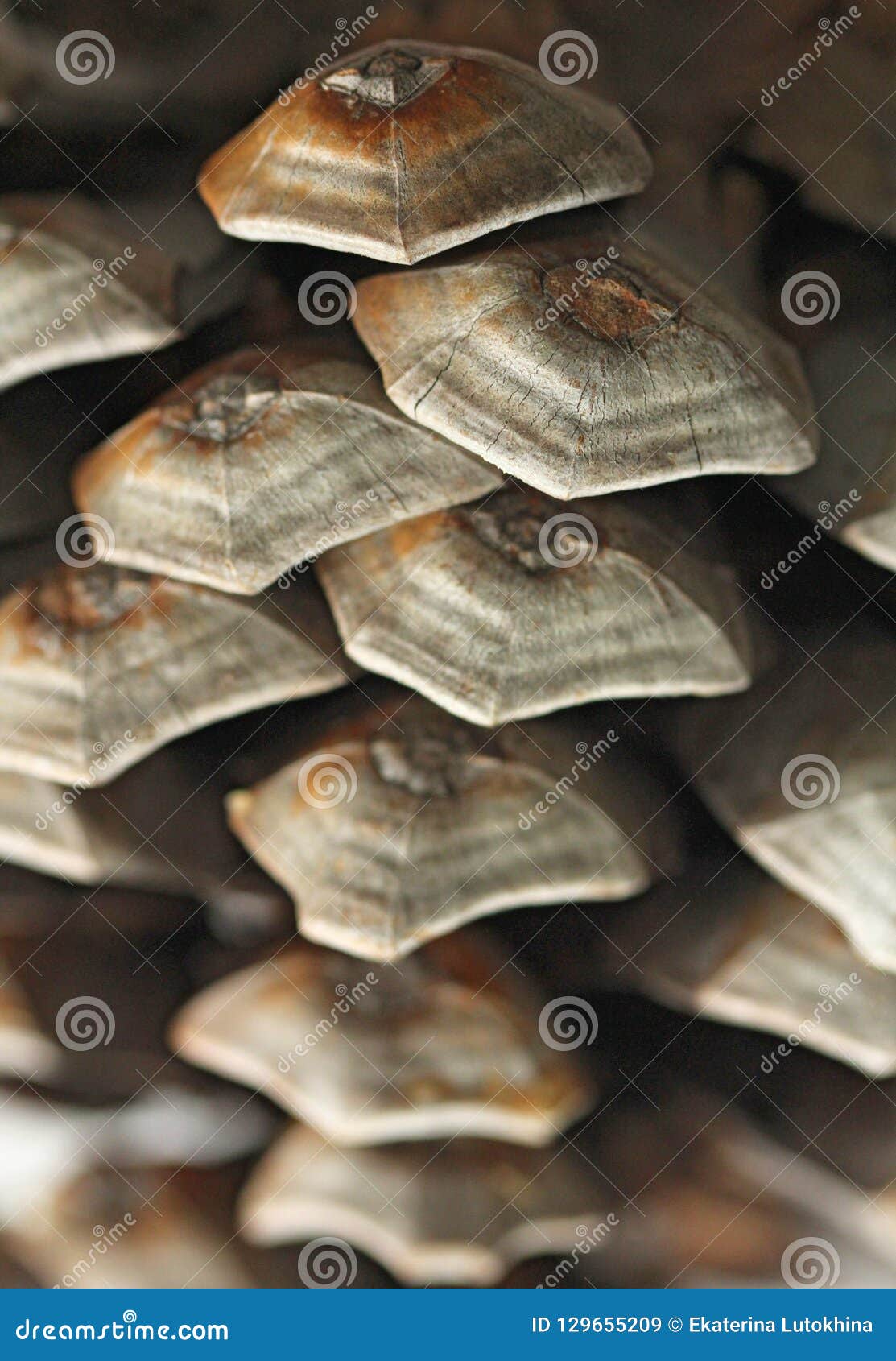 Cedar Cone. Cedar Cone by the Large Plan. Stock Image - Image of ...