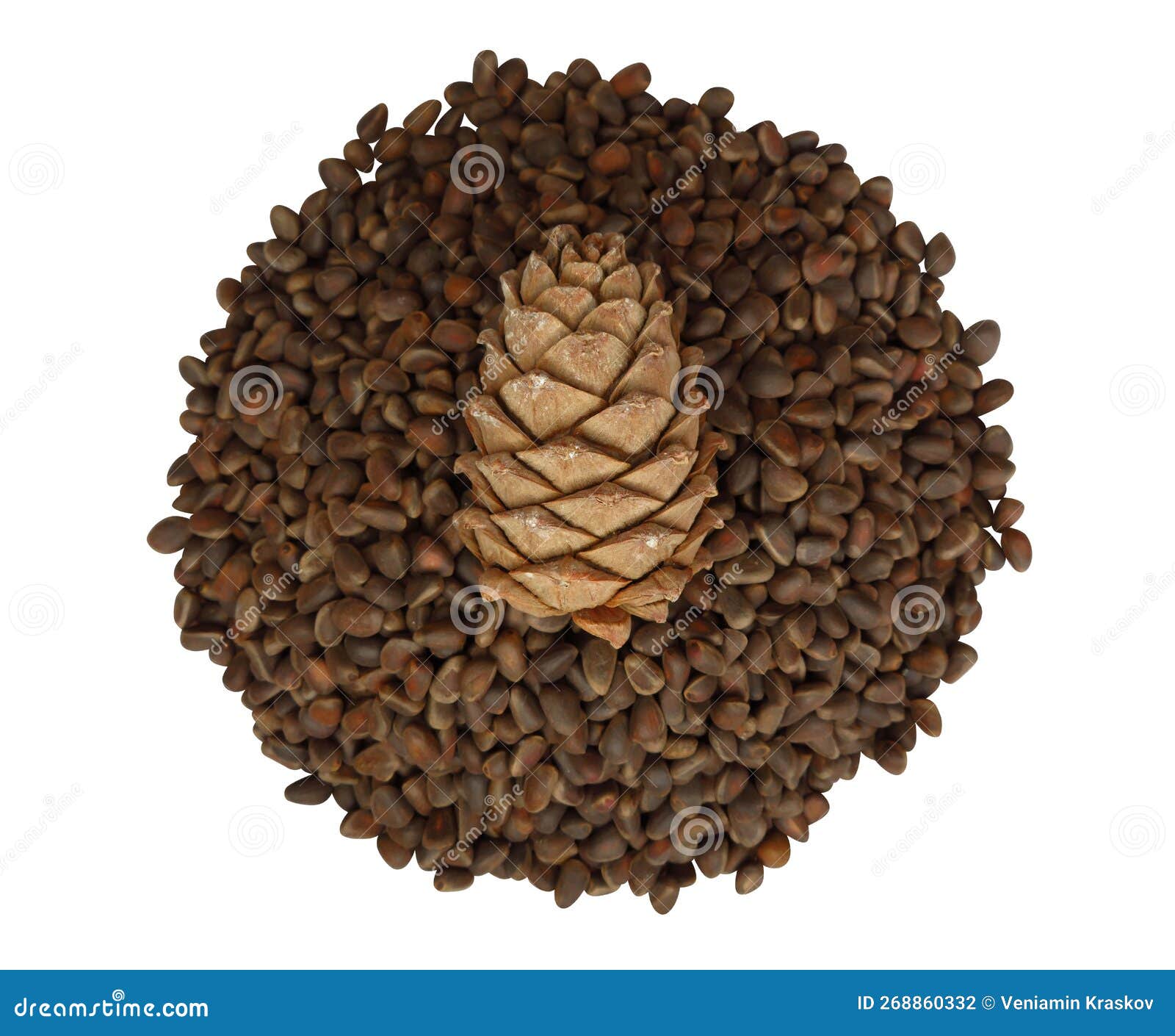 Cedar cone on cedar seeds stock photo. Image of coniferous - 268860332