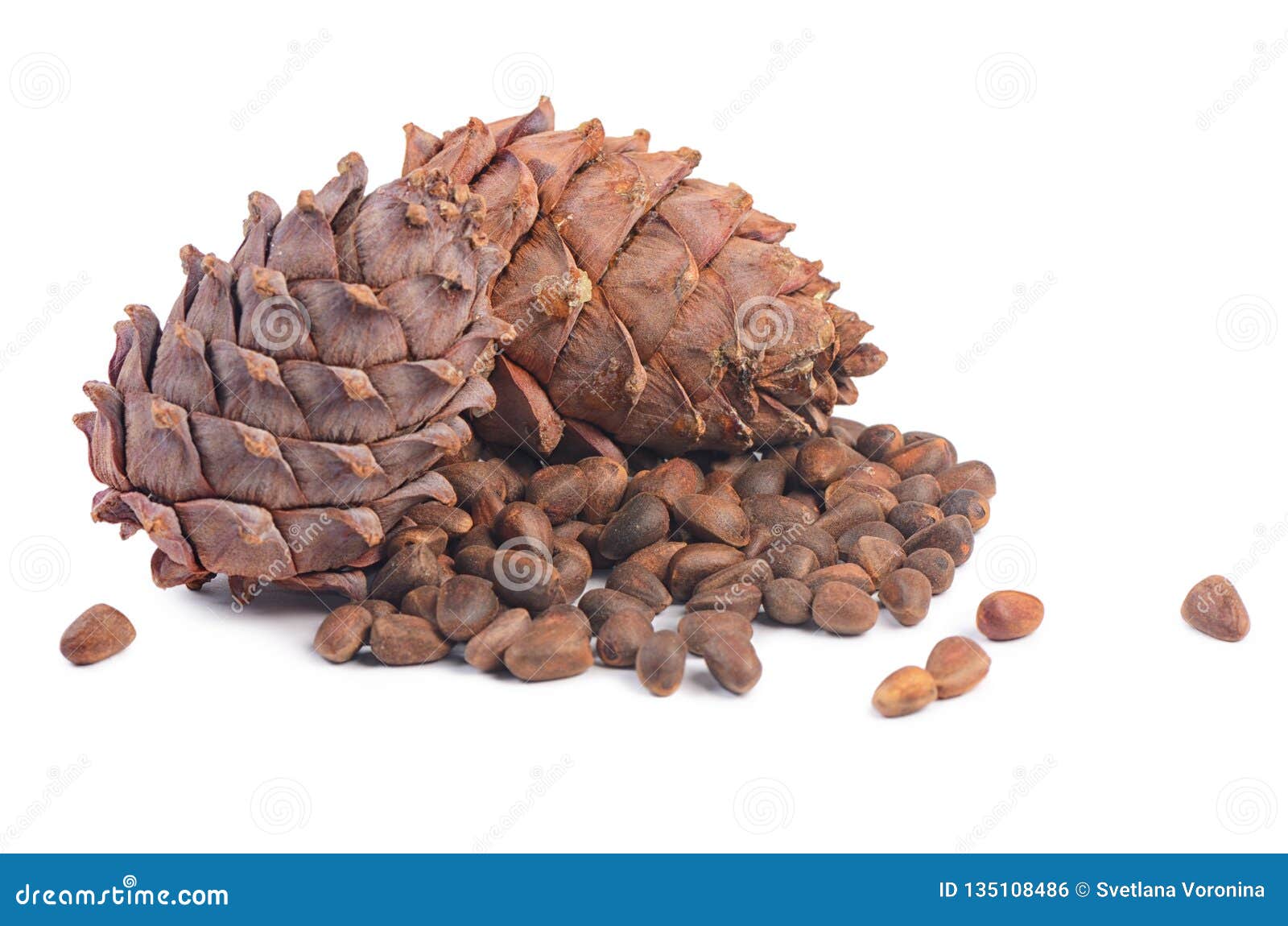 Cedar Cone Close Up Isolated on White Background Stock Photo - Image of ...