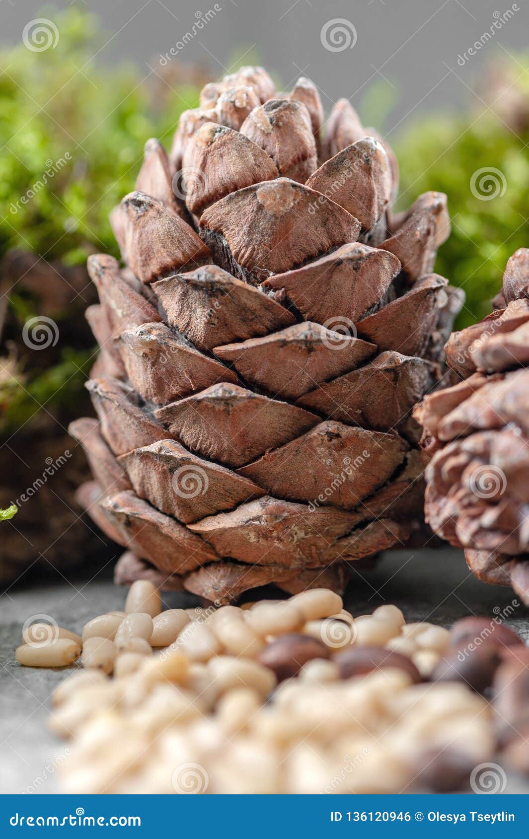 Cedar Cone Closeup on a Gray Background Stock Photo - Image of food ...
