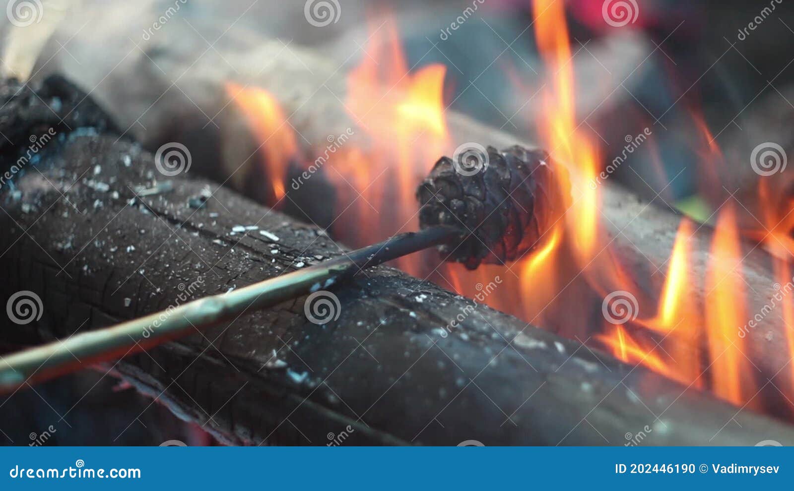 The Cedar Cone is Fired at the Stake To Get Rid of the Resin Stock ...