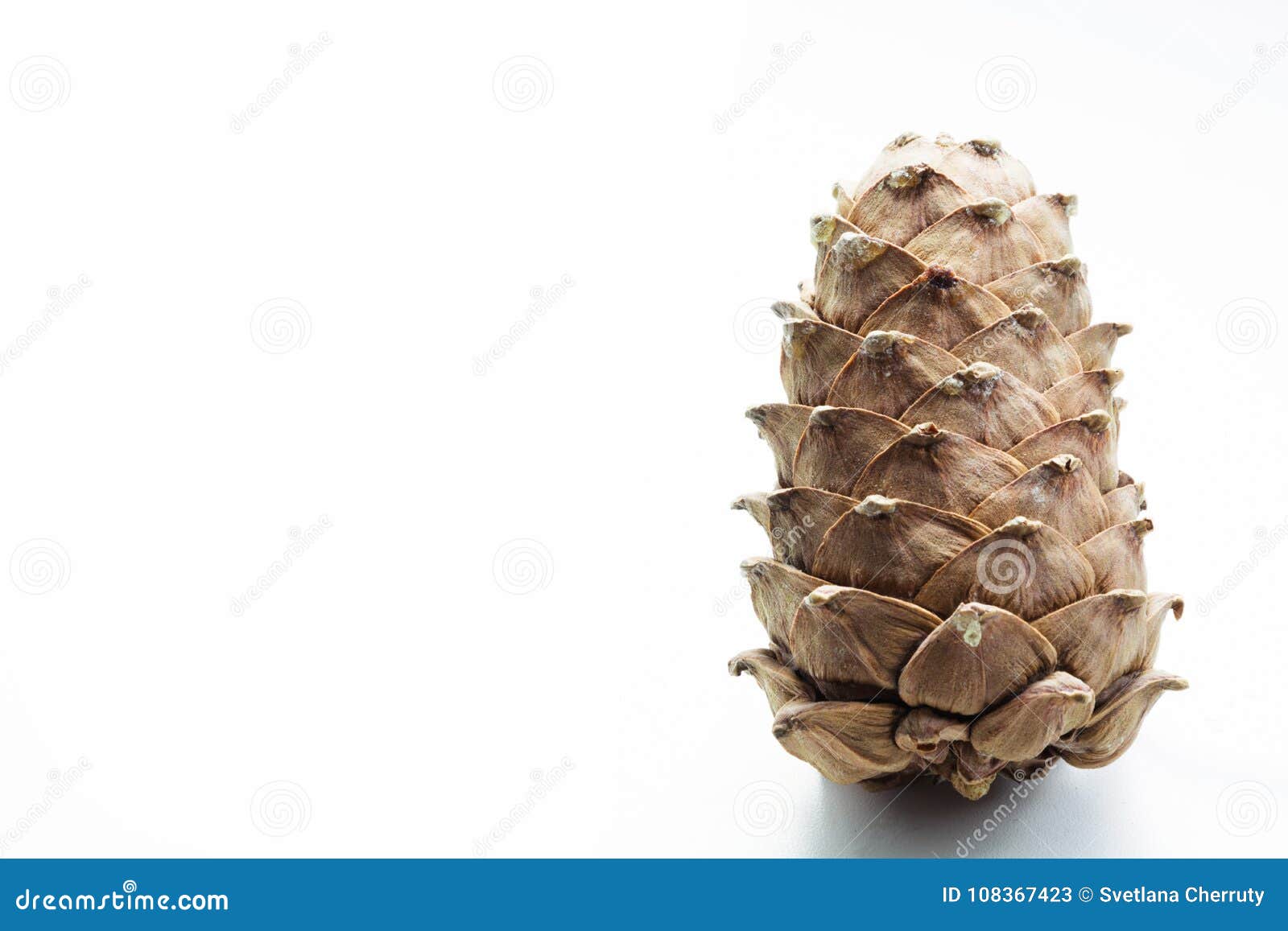 Cedar Cone Isolated on White. Close Up. Copy Space. Stock Image - Image ...