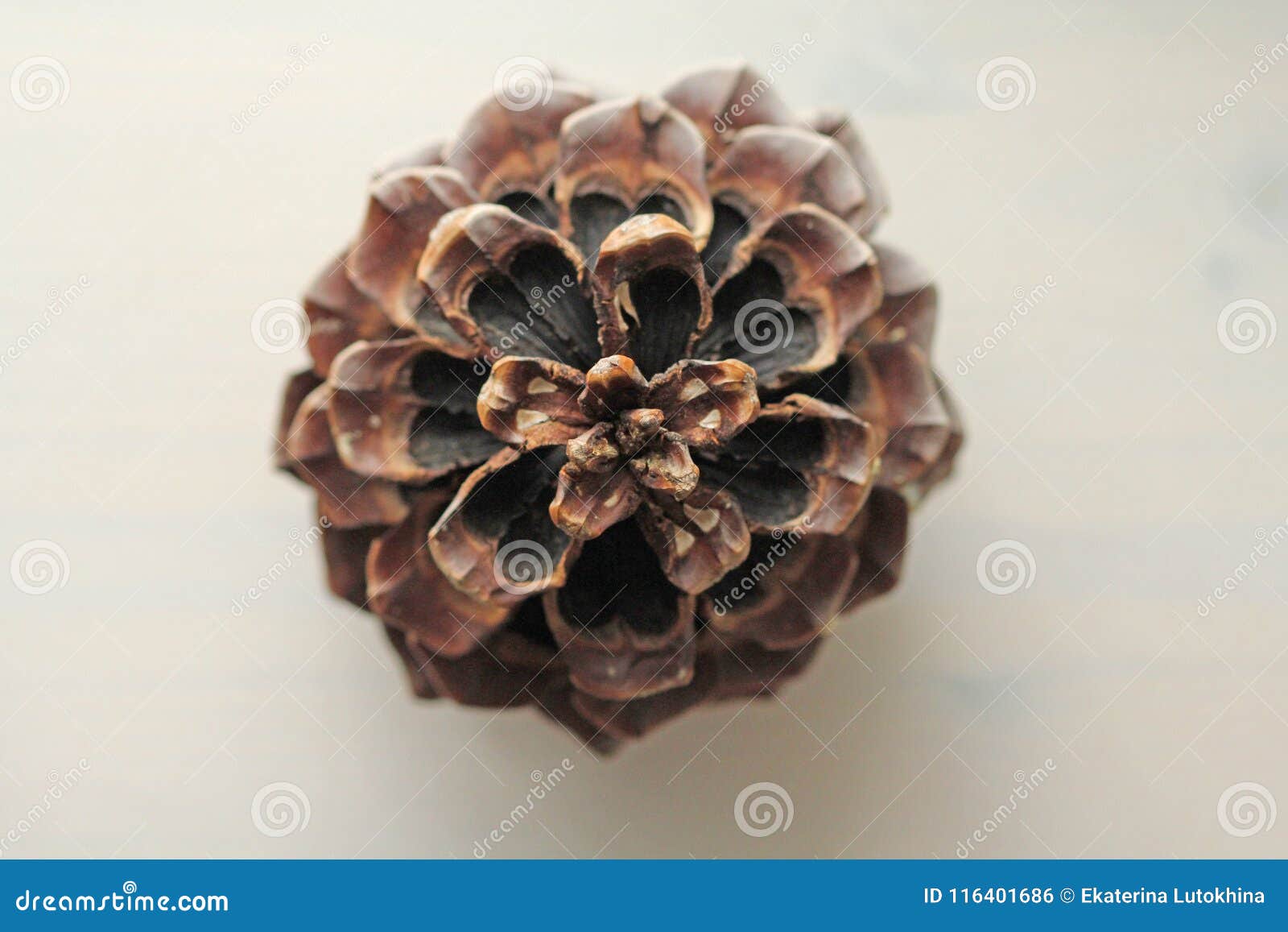 Cedar Cone. Cedar Cone by the Large Plan. Stock Photo - Image of ...