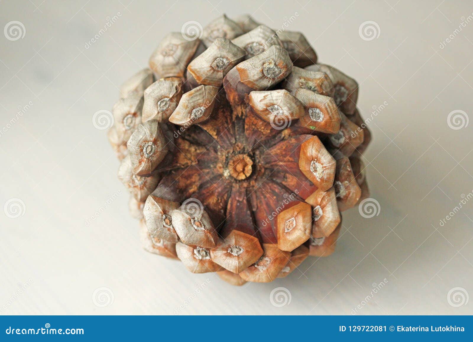 Cedar Cone. Cedar Cone by the Large Plan. Stock Image - Image of decor ...