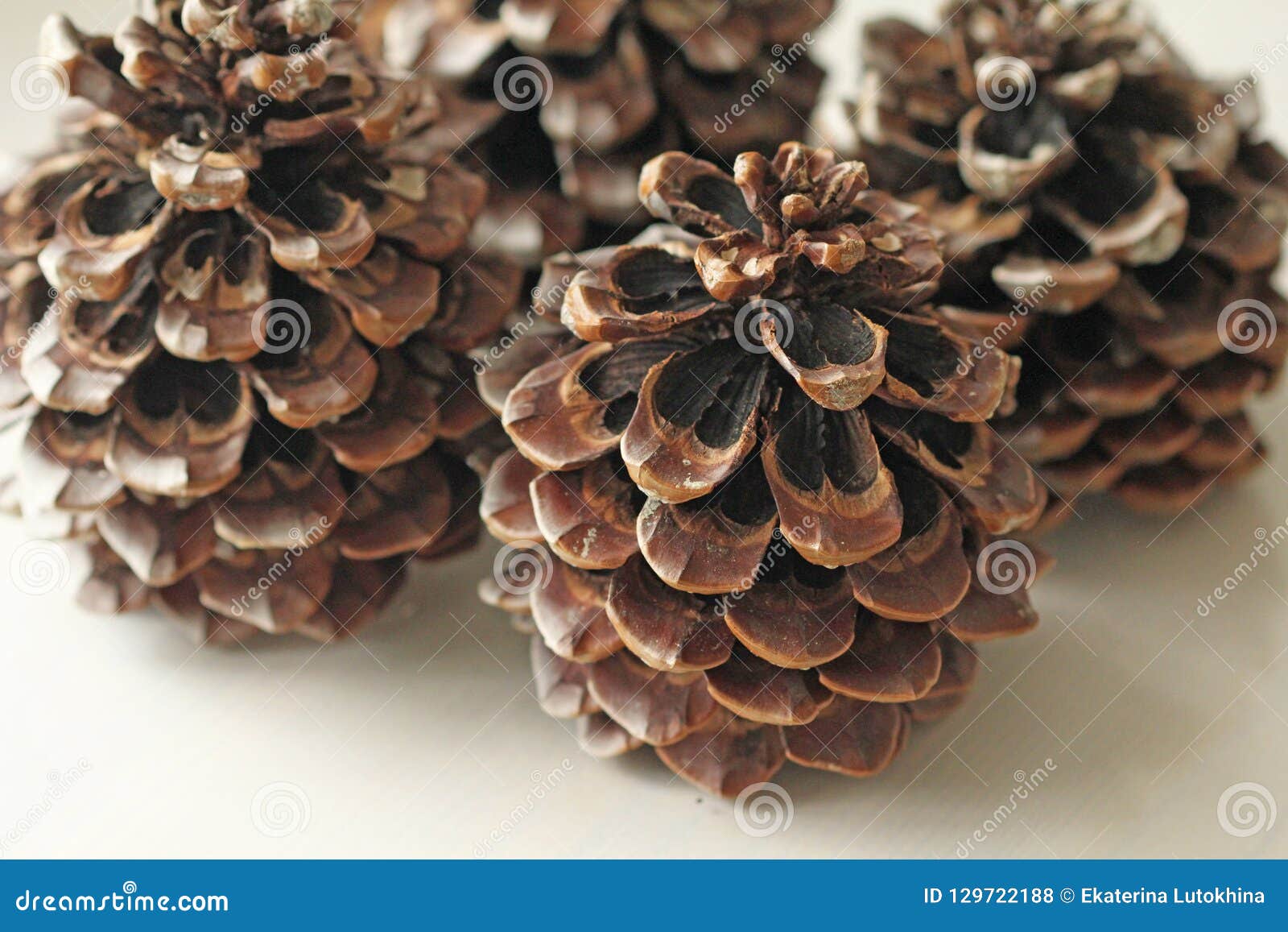 Cedar Cone. Cedar Cone by the Large Plan. Stock Photo - Image of circle ...