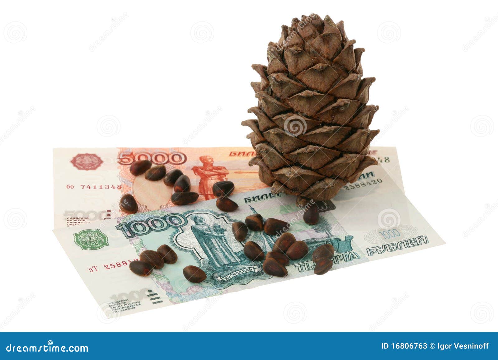 Cedar cone and money stock image. Image of autumn, knot - 16806763