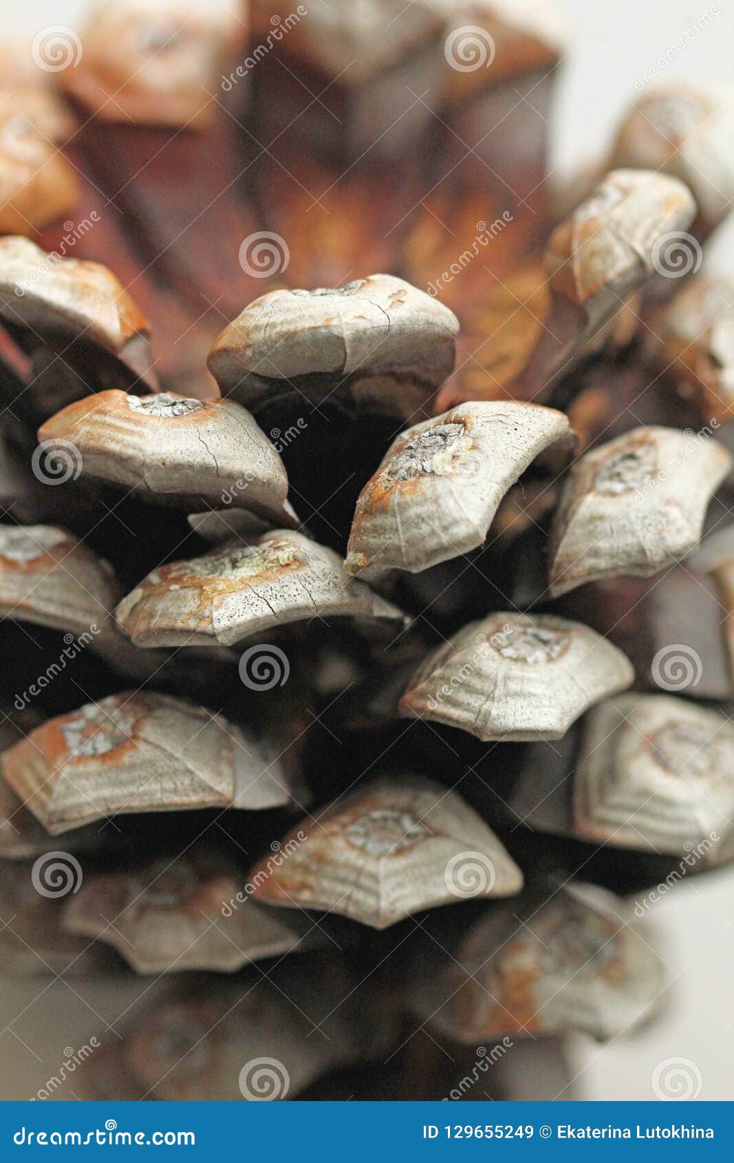 Cedar Cone Cedar Cone by O Grande Plano Imagem de Stock - Imagem de ...