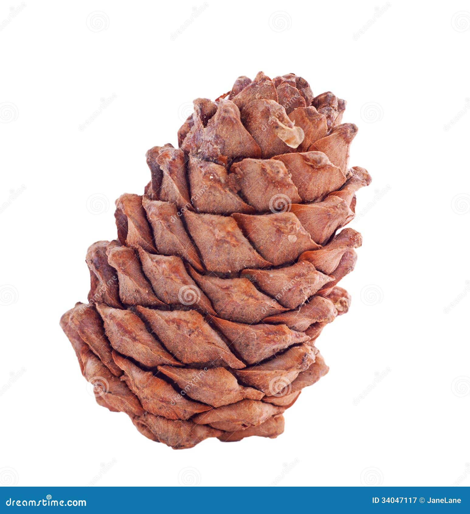 Cedar cone stock image. Image of cedar, conifer, white - 34047117